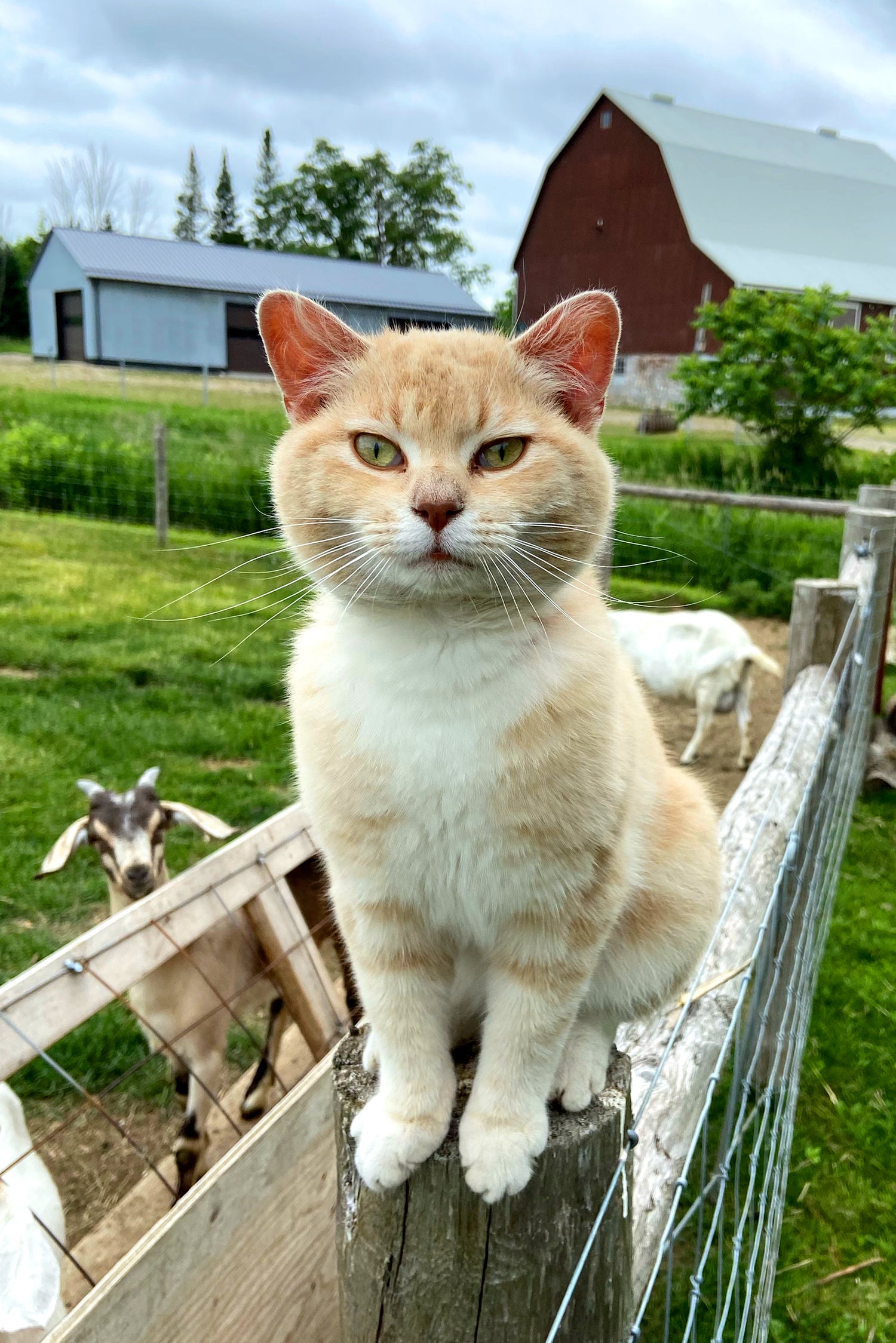 Gardner's Gardens and Goats – Gardner's Gardens and Goats
